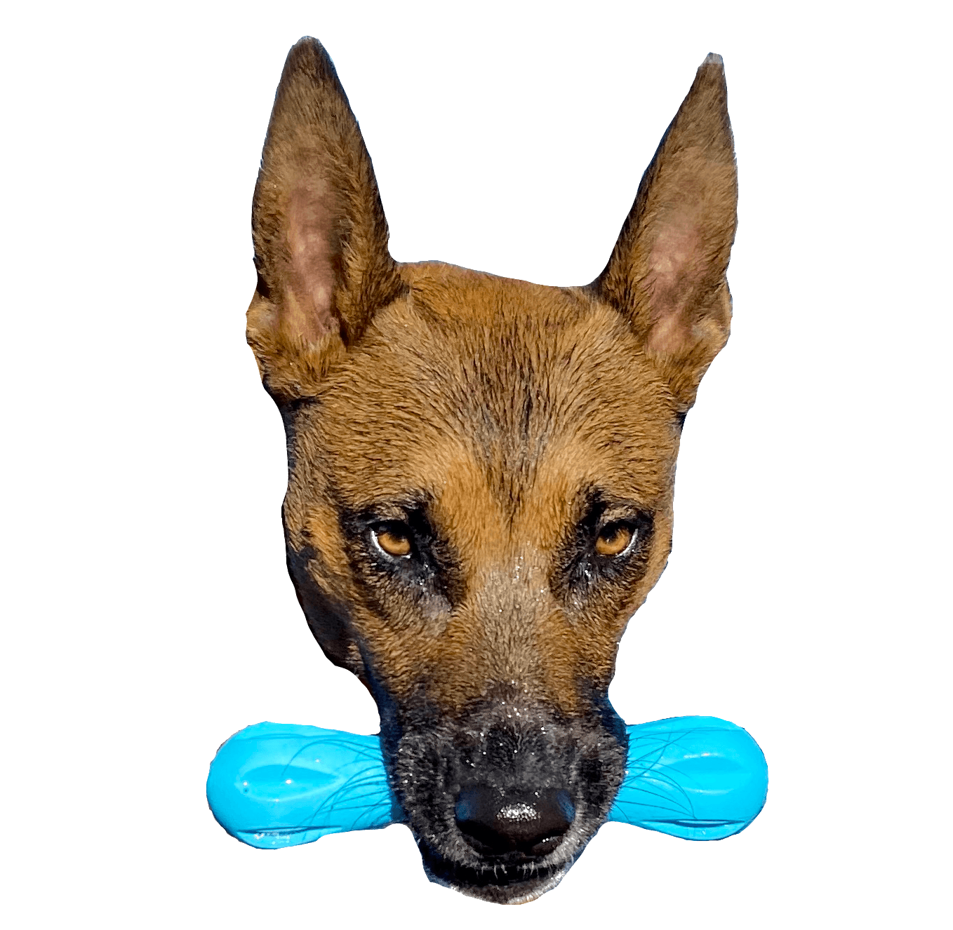 Kylee’s K9s